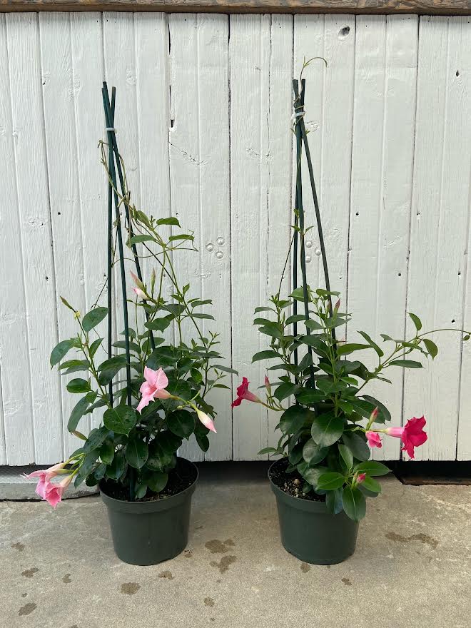 8" Mandevilla (Hot Pink) – BarterPay Online Marketplace