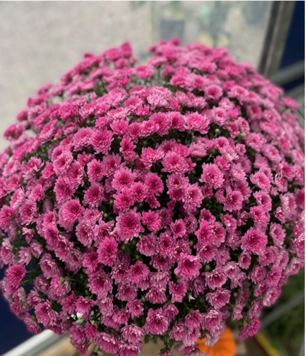 8” Purple Hardy Mums – BarterPay Online Marketplace